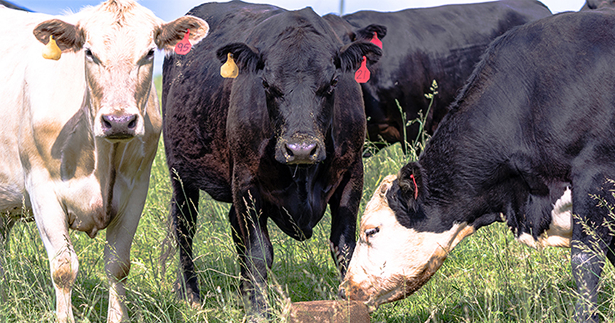 Sweetlix - ClariFly - A new option in fly control for cattle and horses